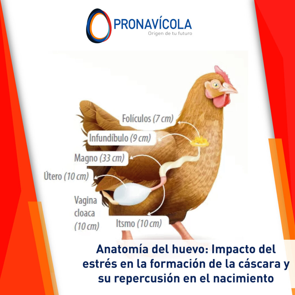 Anatomía del huevo: Impacto del estrés en la formación de la cáscara y ...