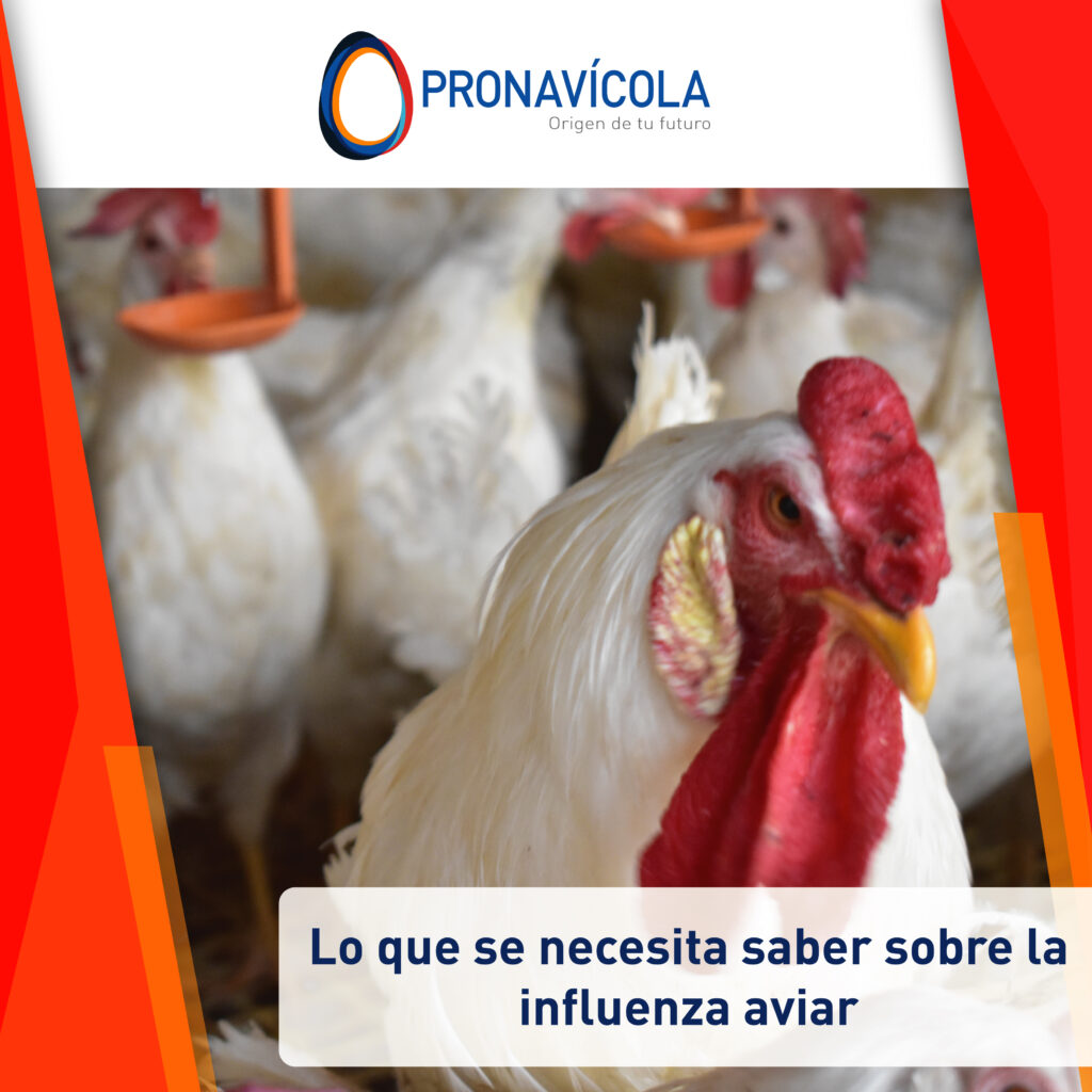 Lo que se necesita saber sobre la influenza aviar – Pronavicola