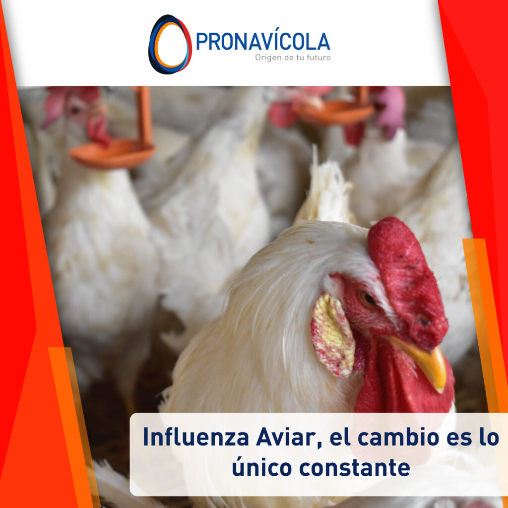 Influenza Aviar, el cambio es lo único constante – Pronavicola
