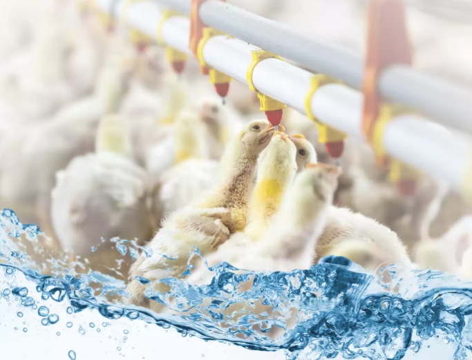 Manejo y mantenimiento de los equipos automáticos en galpones avícolas ...