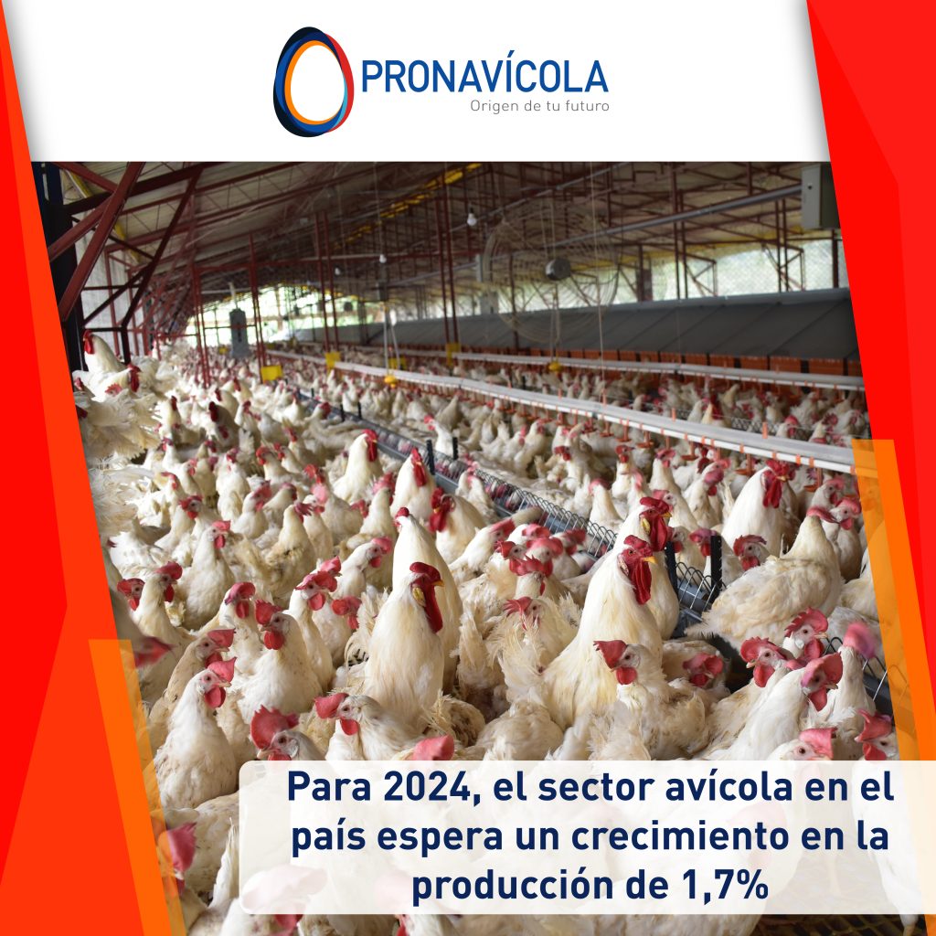 Para 2024, el sector avícola en el país espera un crecimiento en la ...