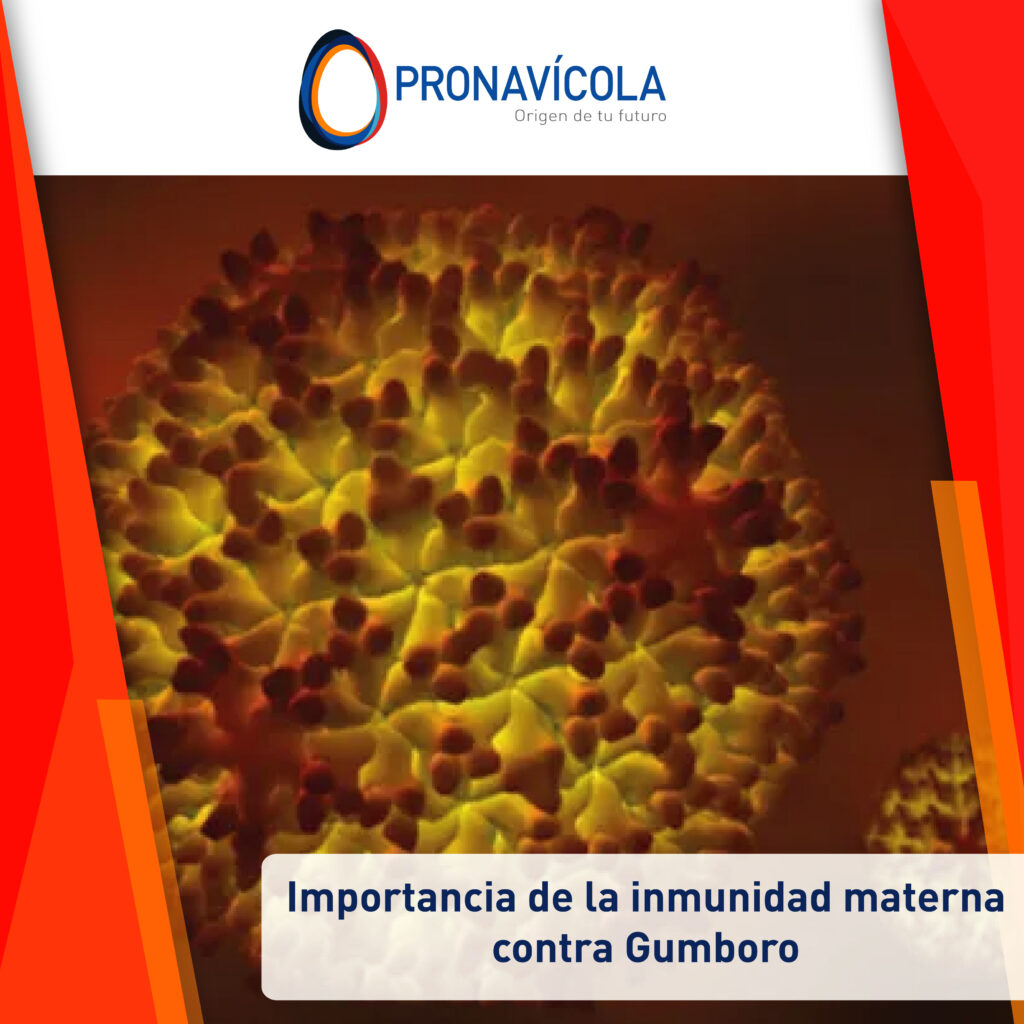 Importancia de la inmunidad materna contra Gumboro – Pronavicola