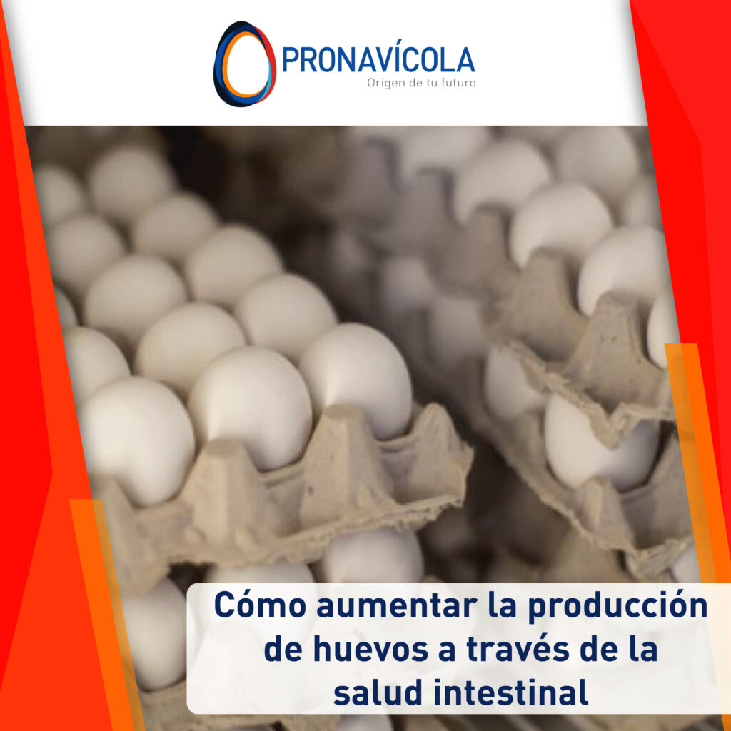 Cómo aumentar la producción de huevos a través de la salud intestinal ...