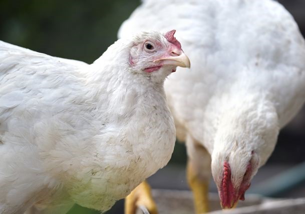 Las enzimas: un refuerzo para la digestibilidad de los piensos y una ...