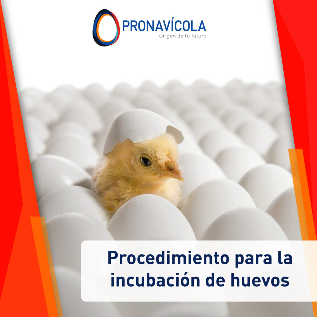Procedimiento para la incubación de huevos – Pronavicola