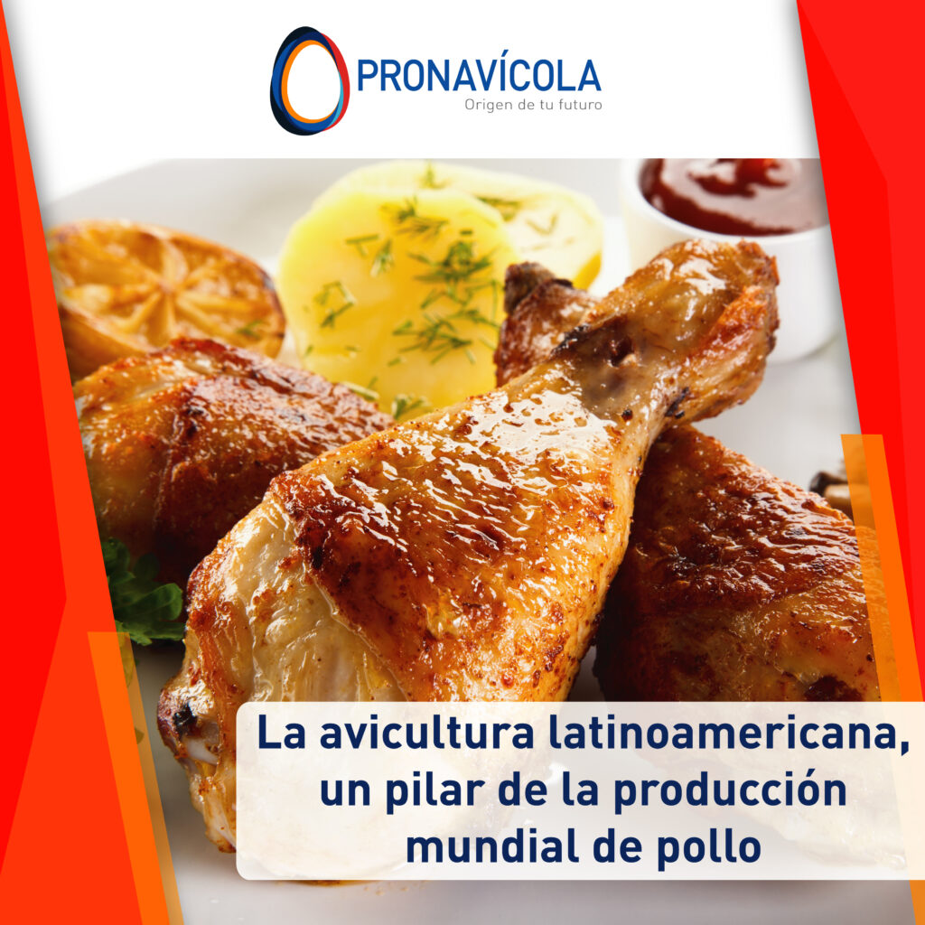 La avicultura latinoamericana, un pilar de la producción mundial de ...