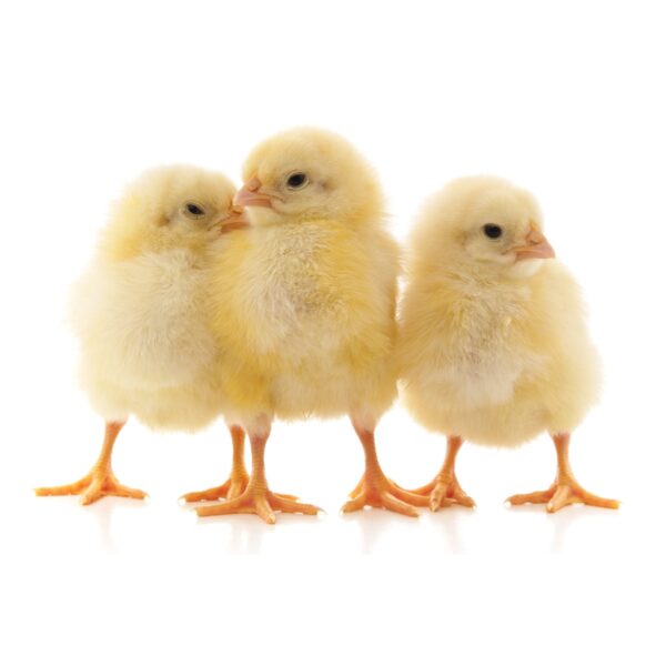 Nacimiento y transporte de pollitos a las granjas – Pronavicola