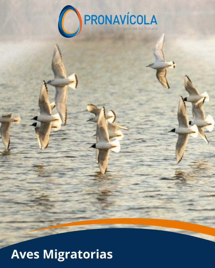 Aves migratorias – Pronavicola