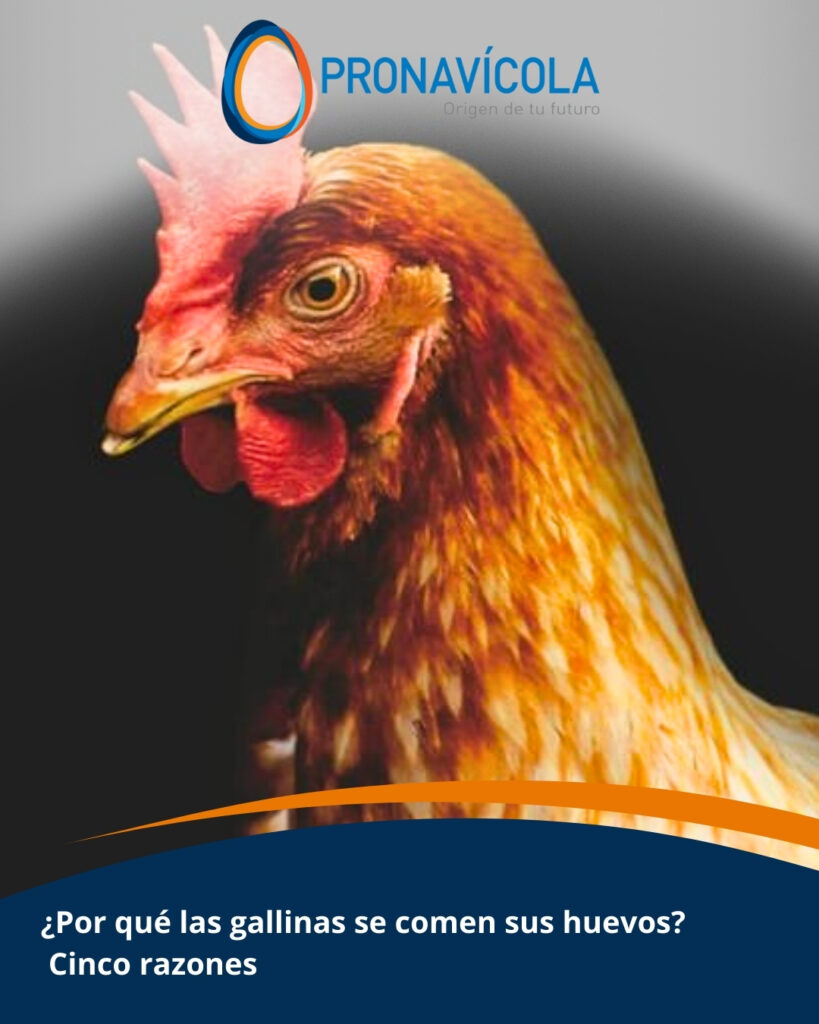 ¿Por qué las gallinas se comen sus huevos? Cinco razones. – Pronavicola