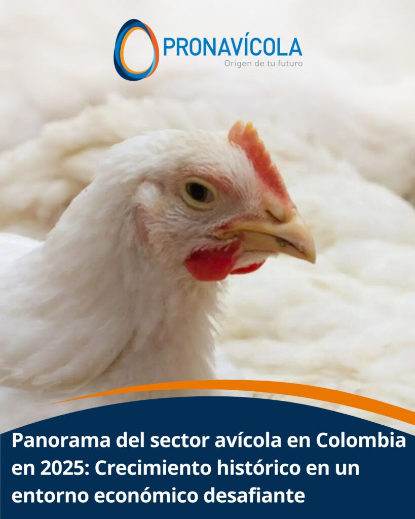 Panorama del sector avícola en Colombia en 2025: Crecimiento histórico ...